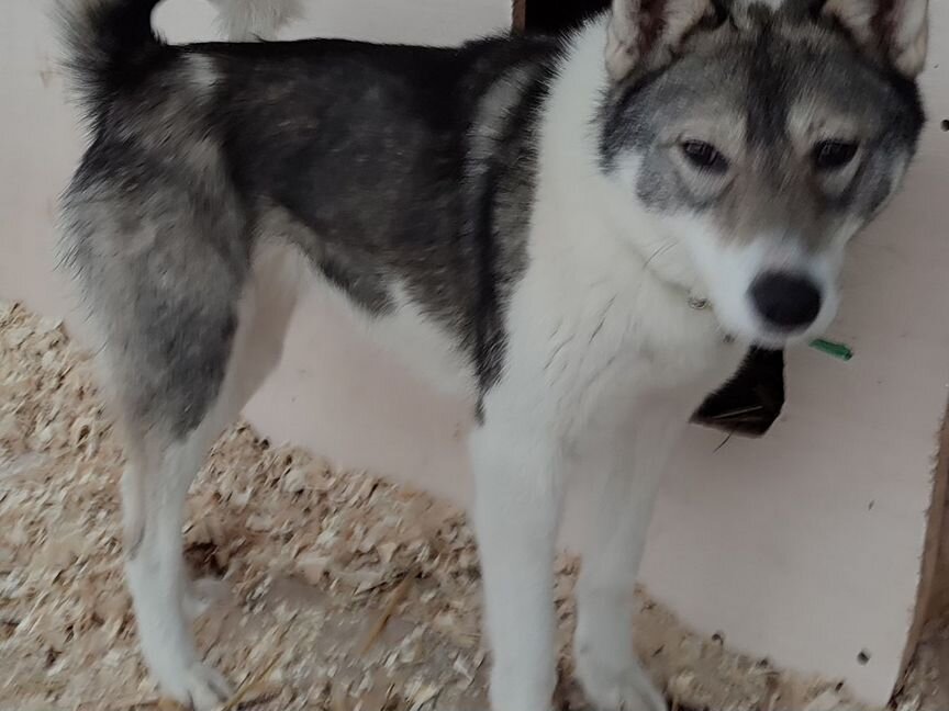 Лайка метис