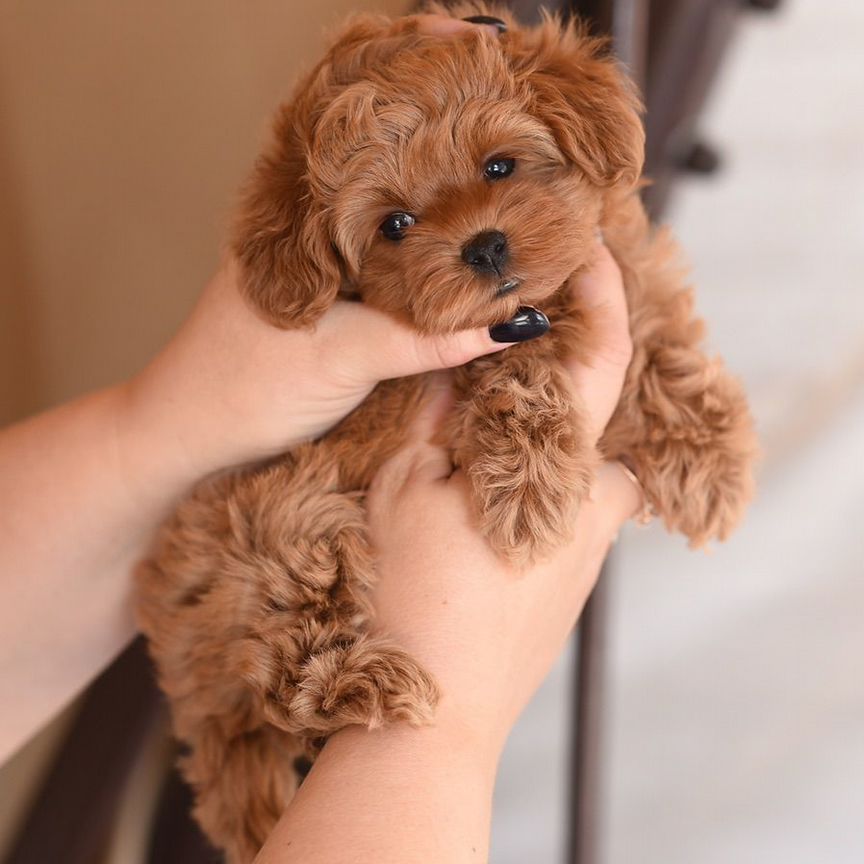 Мальтипу ред braun