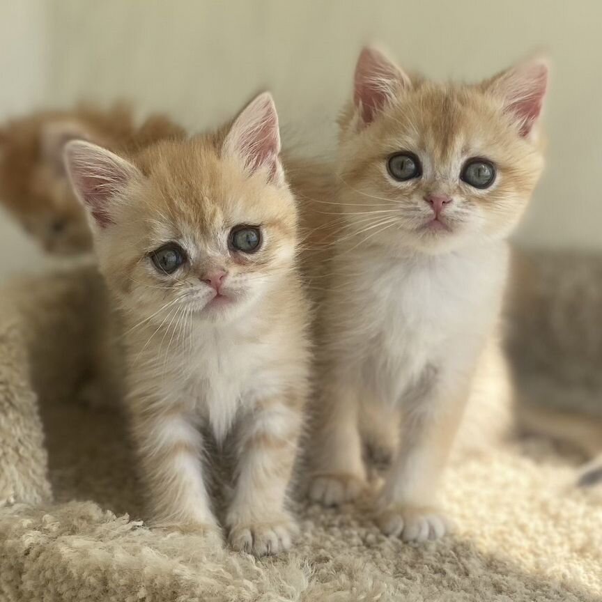 Британский короткошёрстный котёнок
