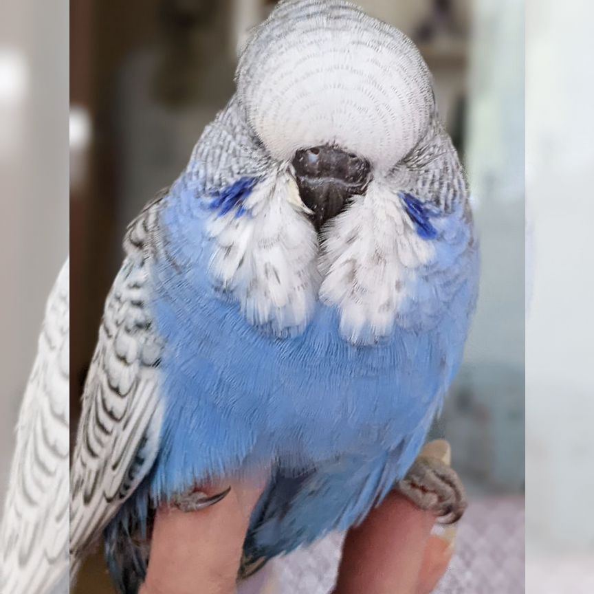 Попугай ввп Чех Самец Редкого окраса