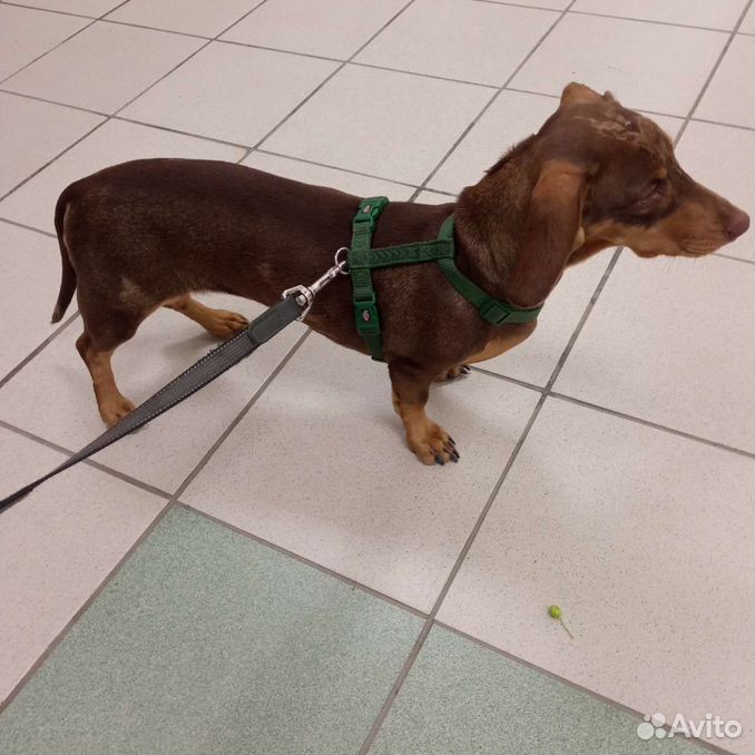 Такса mini бесплатно