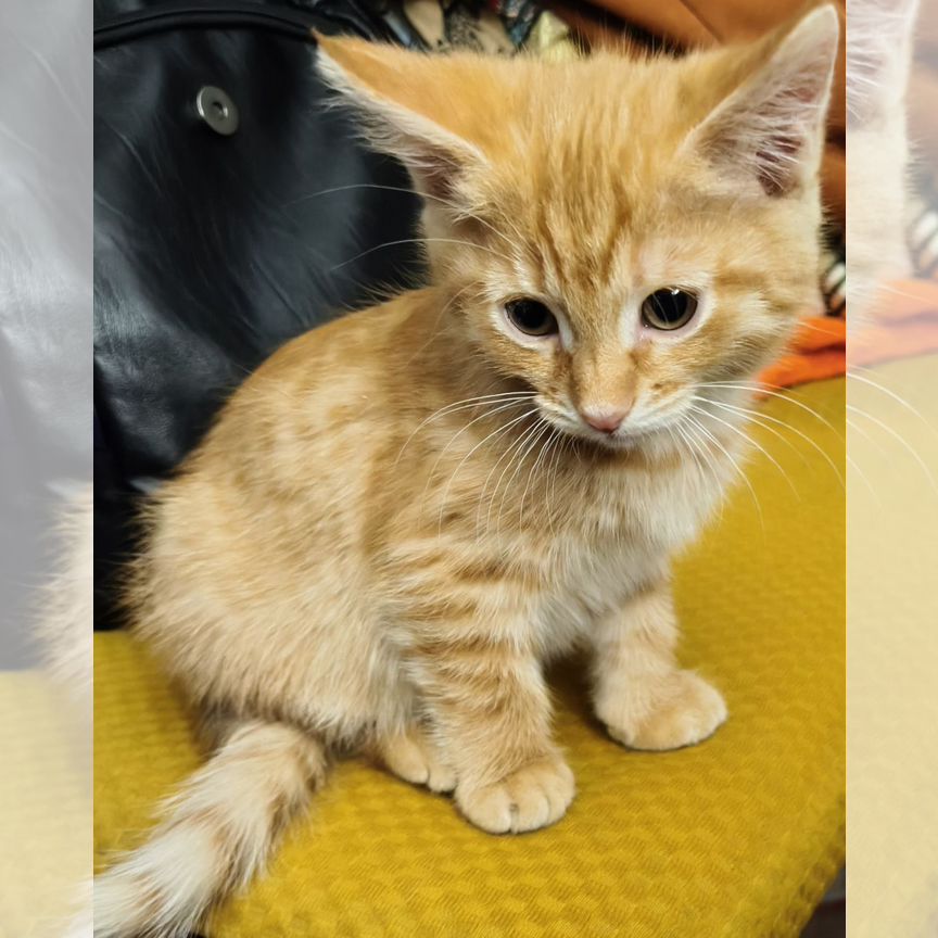 Котёнок в добрые руки