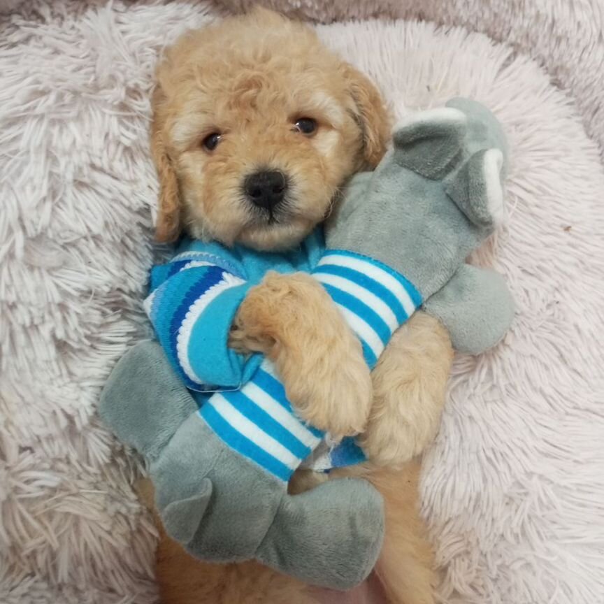 Пушон мальчик (бишпу)