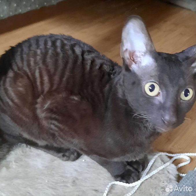 Котята корниш-рекс шоколадка