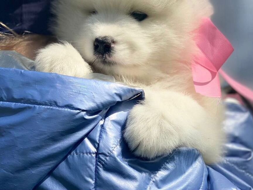 Самоедская лайка щенки