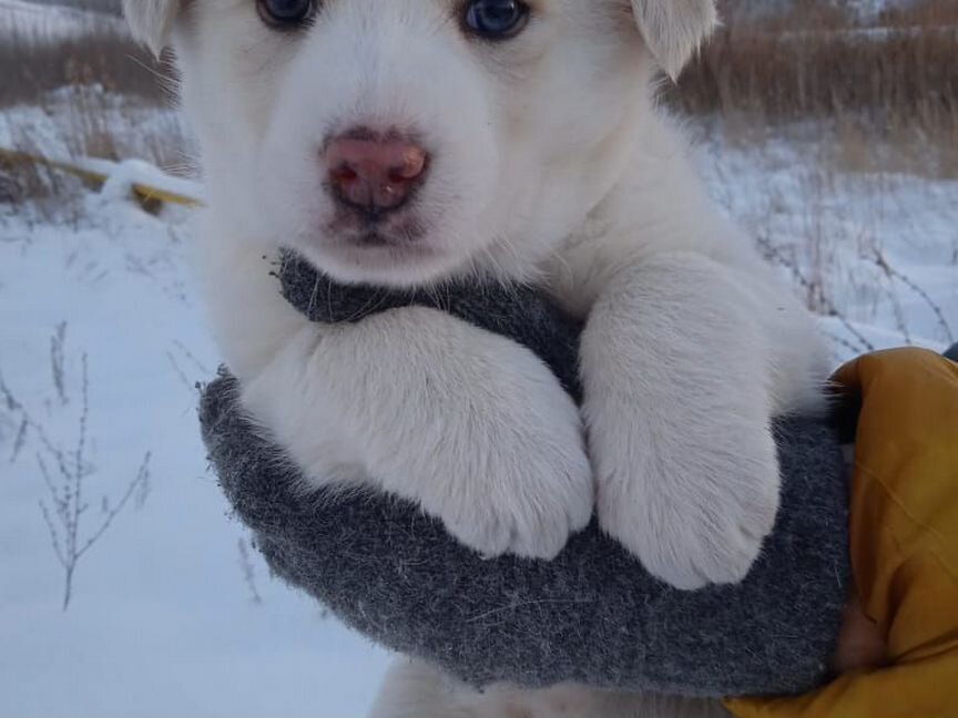 Альф