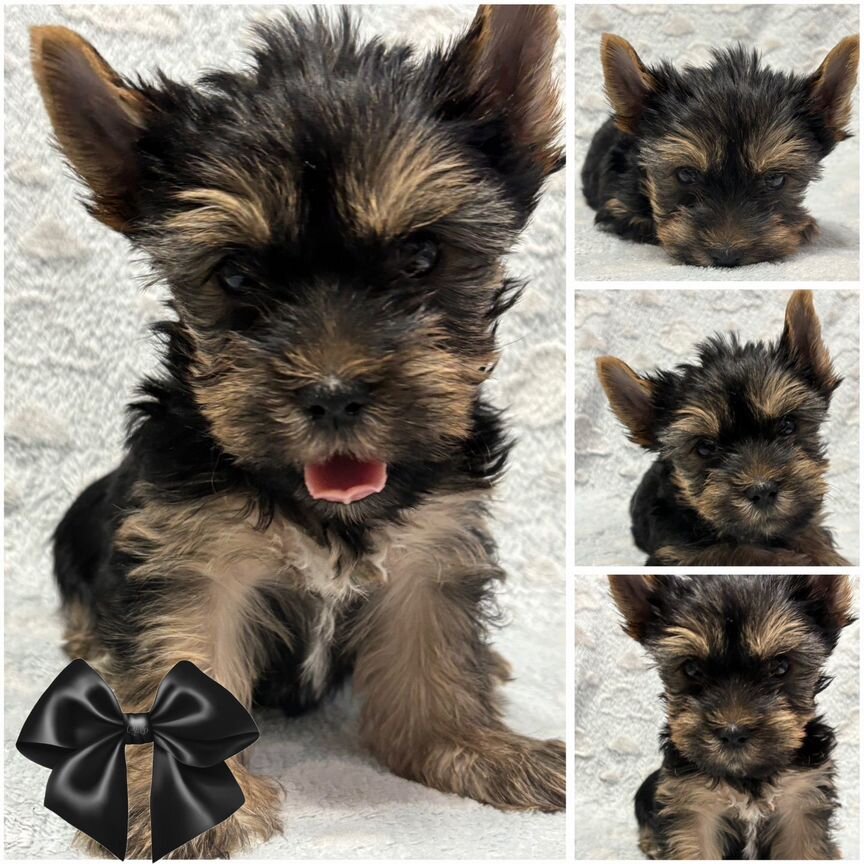 Йоркширский терьер