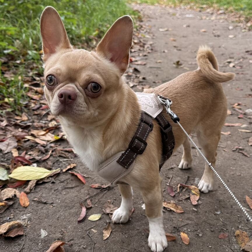 Чихуахуа, взрослый пёс