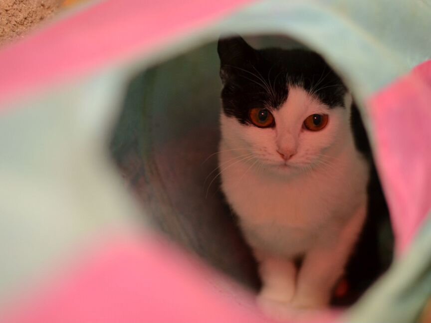 Малышка Амели ищет дом