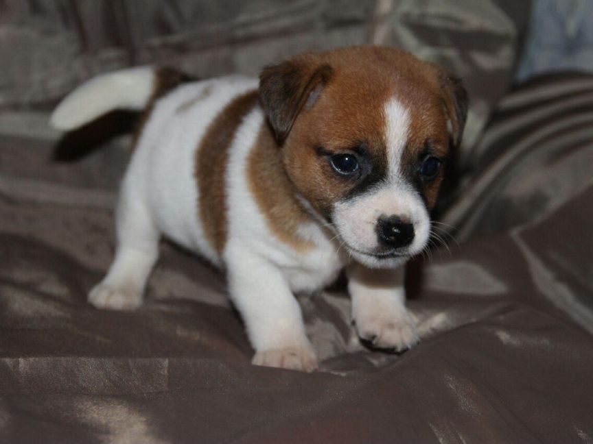 Щенки джек Рассел терьер