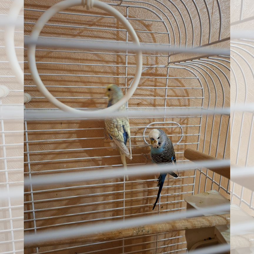 Волнистый попугай с клеткой