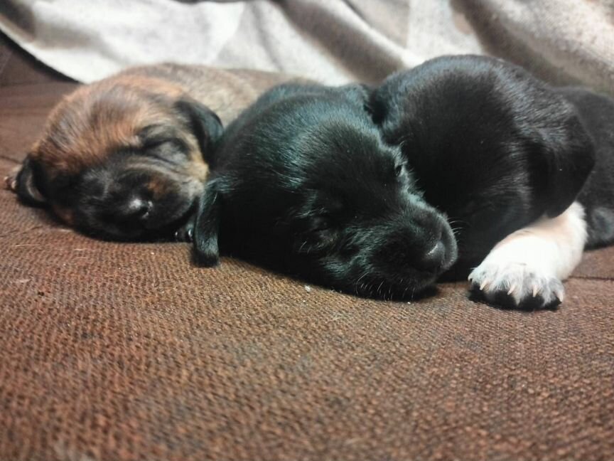 Щенки стандартной таксы