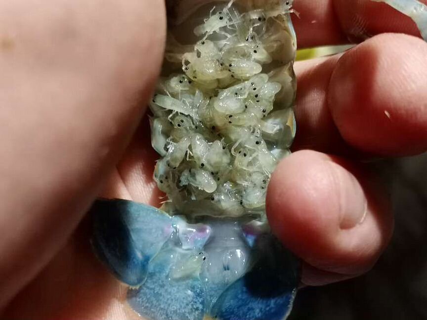 Раки