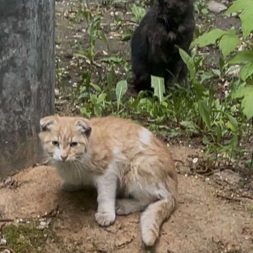 Вислоухие котята в добрые руки бесплатно