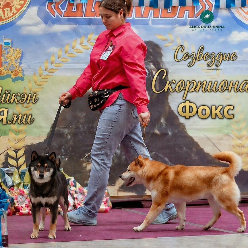 Сиба-ину, щенок