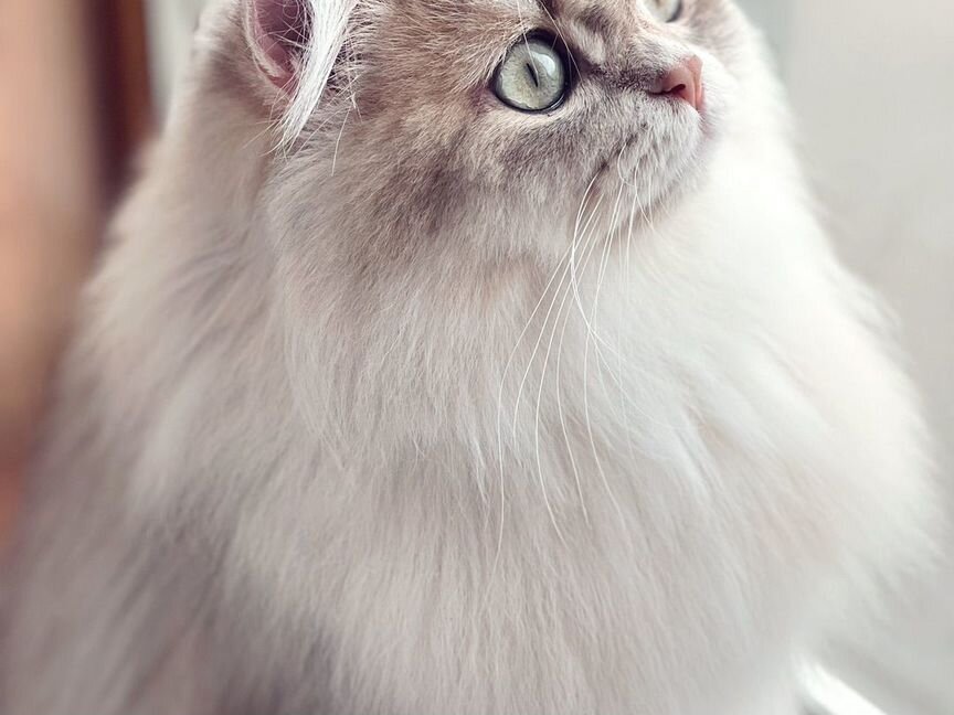 Шотландская золотая шиншилла