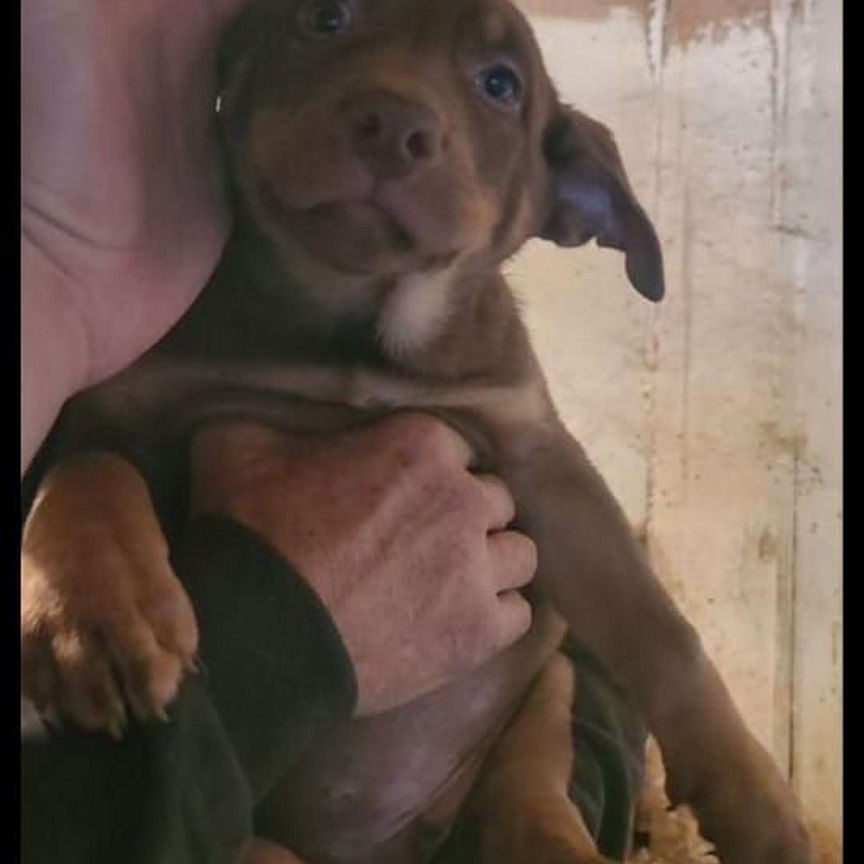 Щенки австралийский келпи