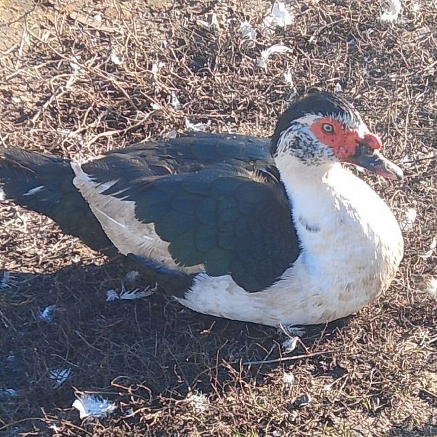 Индоутка мускусная утка