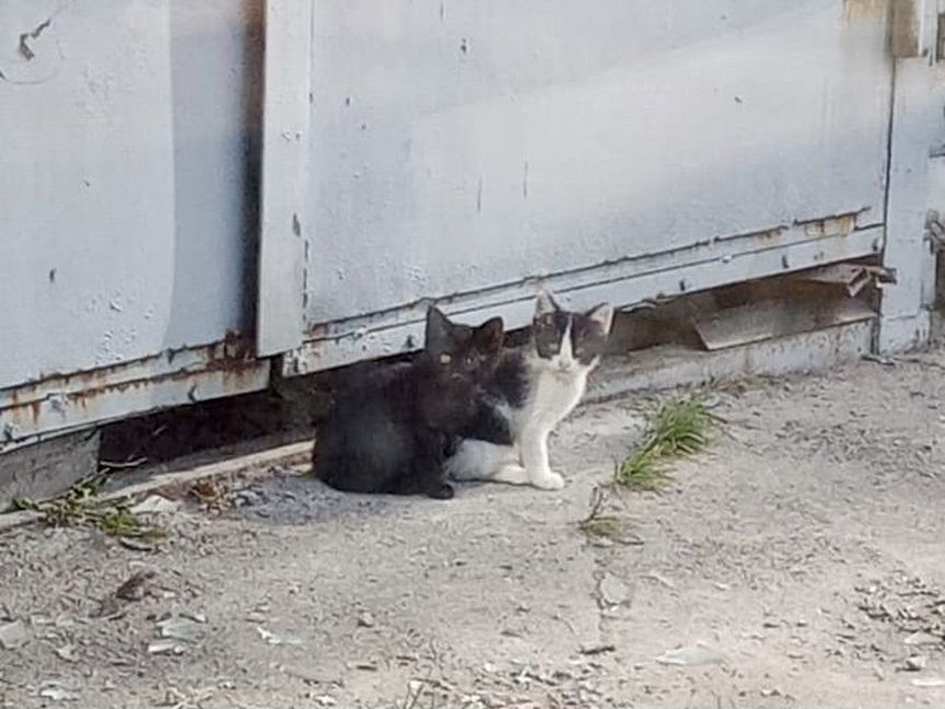 Котята ищут дом