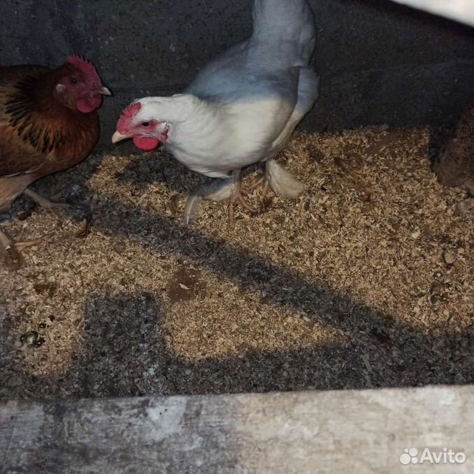 Семья Брама петух и 3 курочки