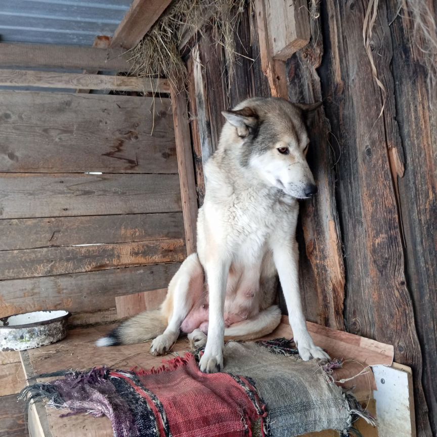 Щенки зсл