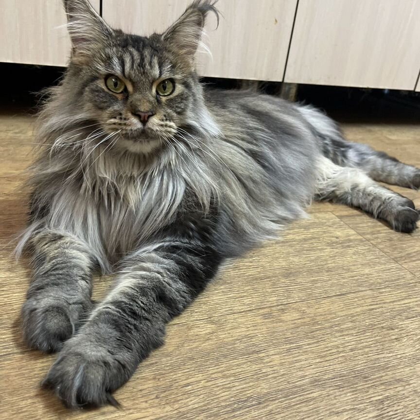 Кошка мейнкун
