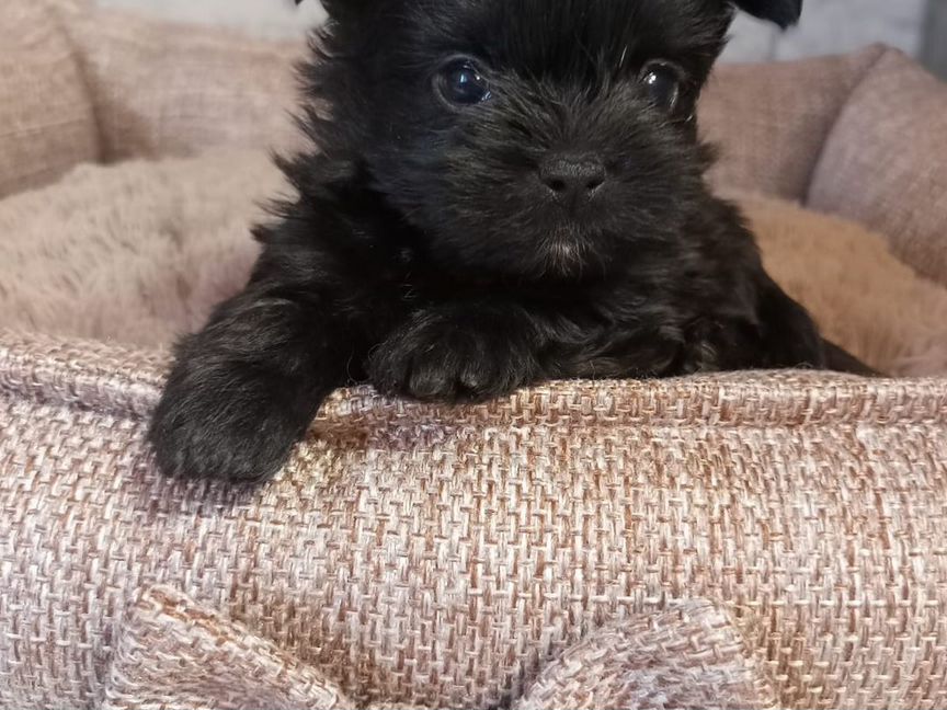 Продаются щенки черки