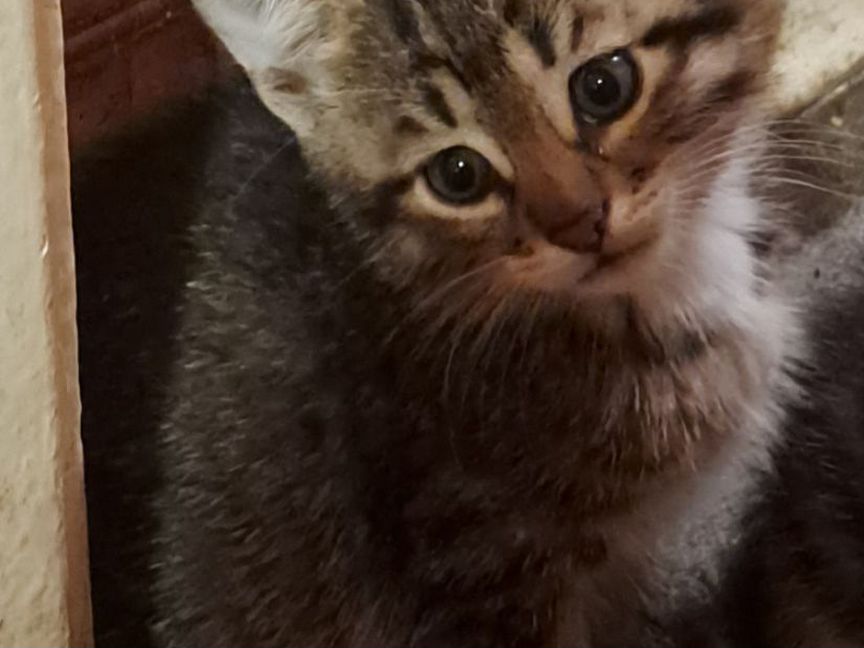Котеночек в добрые руки
