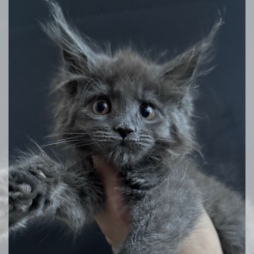 Мейн-кун котёнок