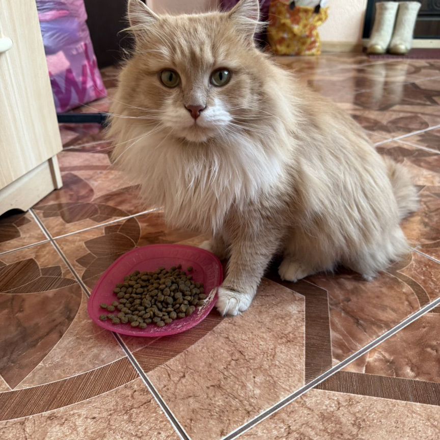 Взрослый кот в добрые руки