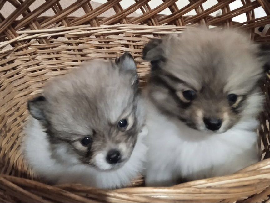 Красавчики шпицы 3/4