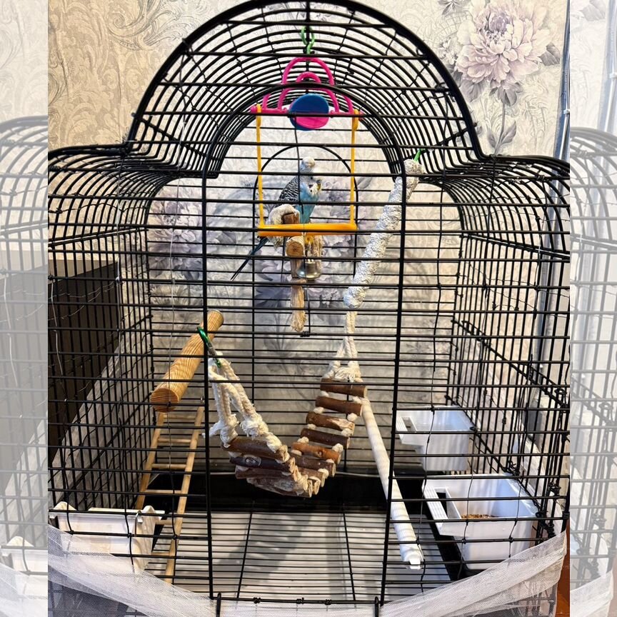 Продам попугаев