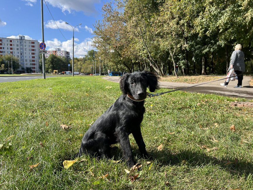 Собака щенок flat ретривер. Безвозмездно