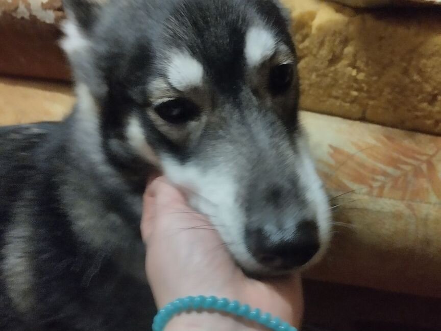 Собака в добрые руки отдам бесплатно