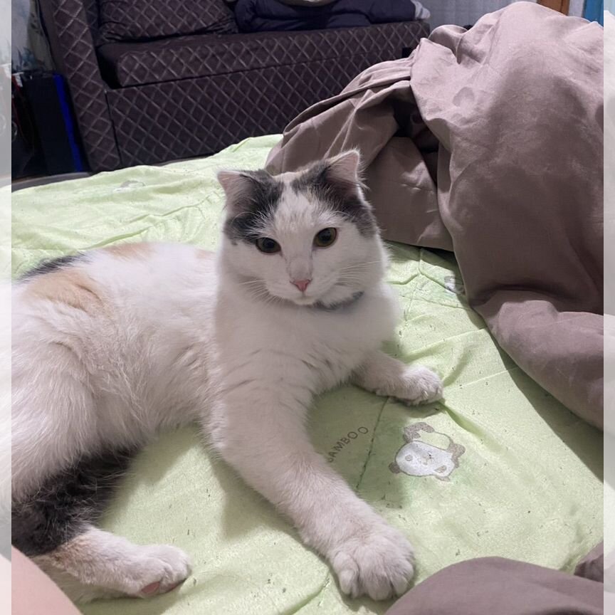 Кошка шотланская вислоухая