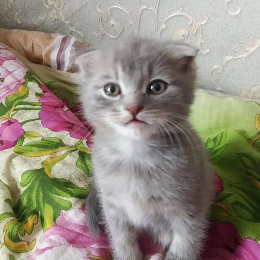 Вислоухие котята. Кошечка