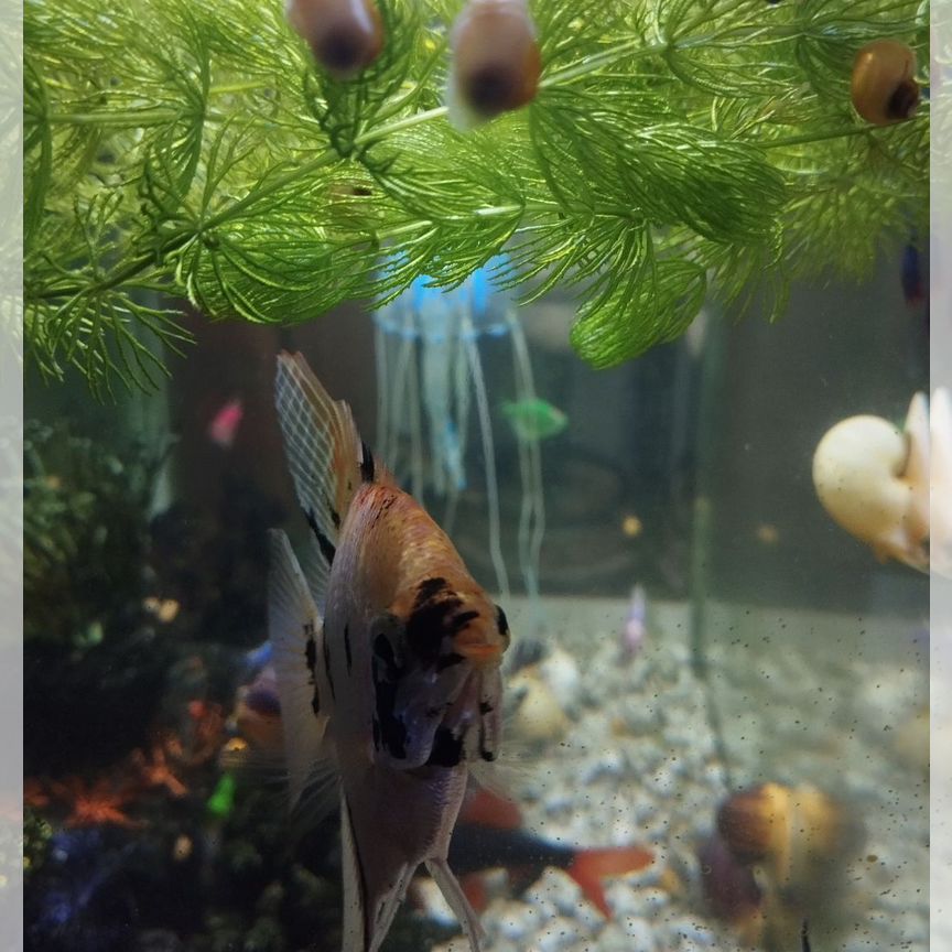 Улитки Ампулярия