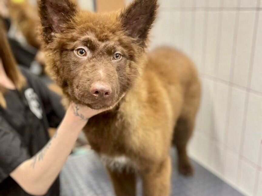 Прекрасный шоколадный мальчик ищет дом