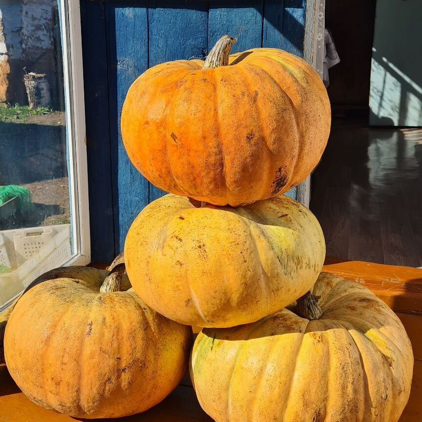 Тыква кормовая