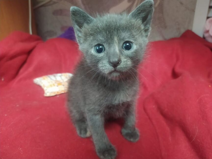Отдам котёнка в добрые руки. Девочка
