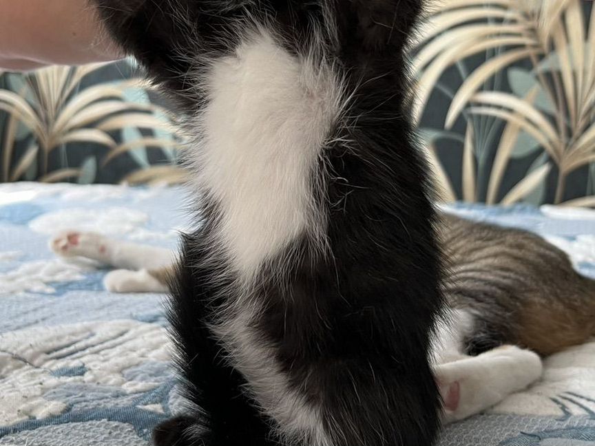 Лучшие в мире котята
