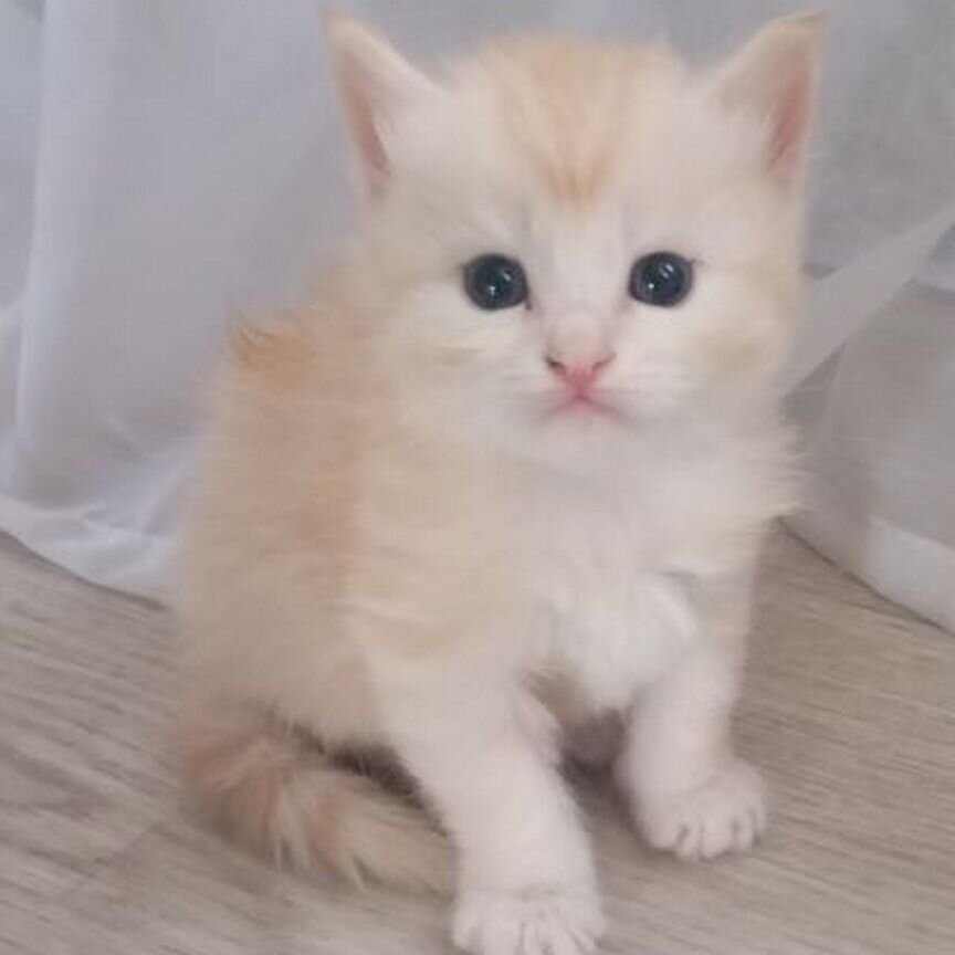 Мейн-кун котёнок