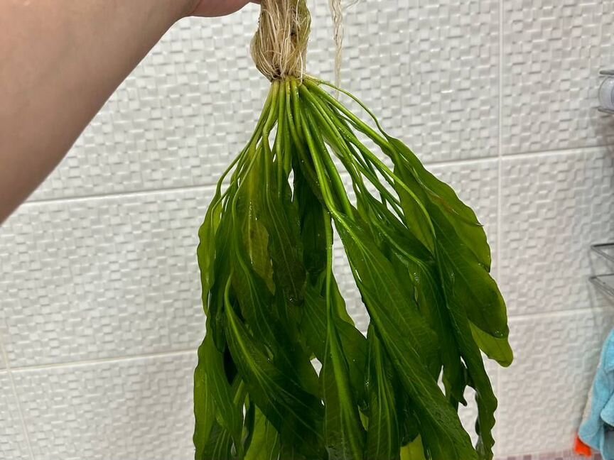 Эхинодорус амазонка большой