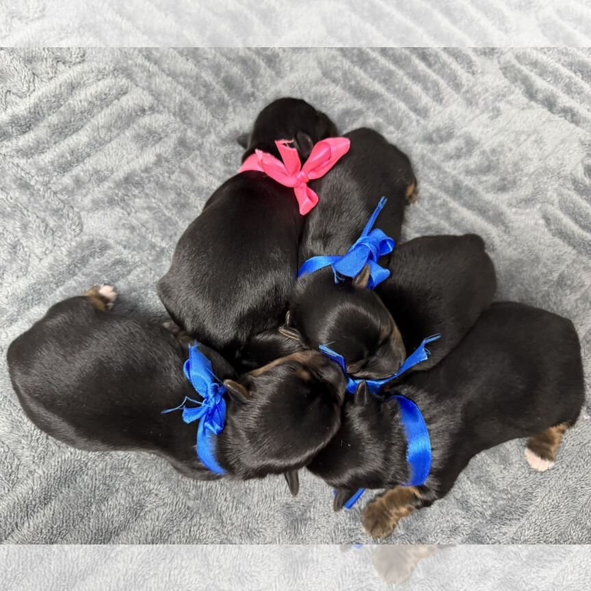 Йоркширский терьер, щенок