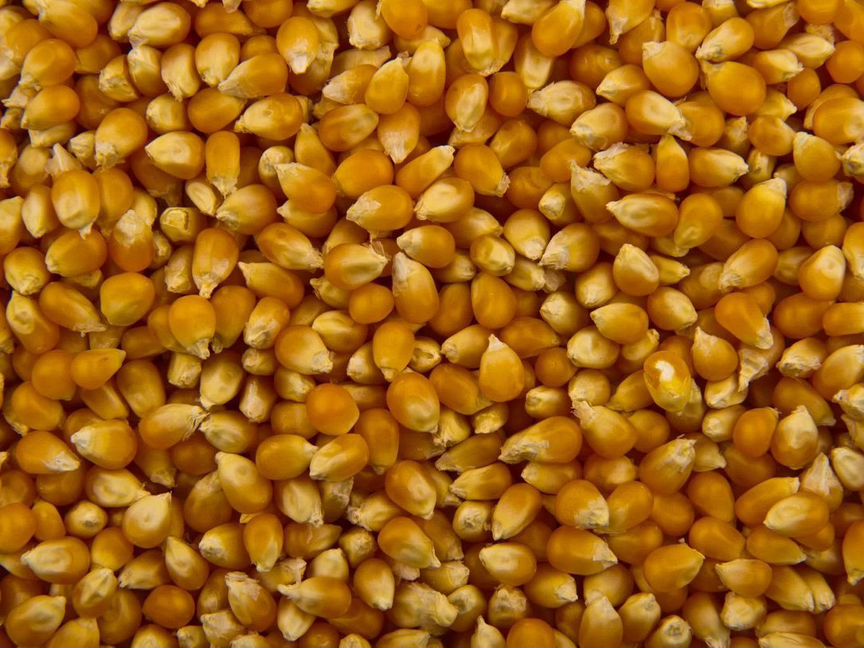 Фуражная кукуруза, Фуражный овёс корма