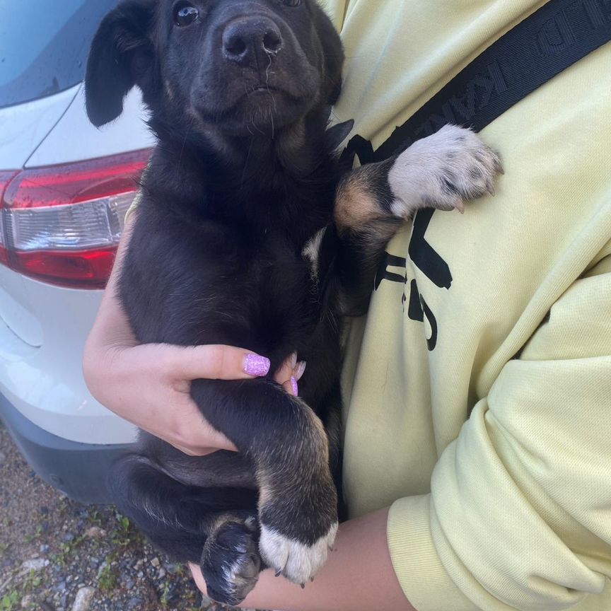 Гладкошерстная дворняжка девочка 2 мес