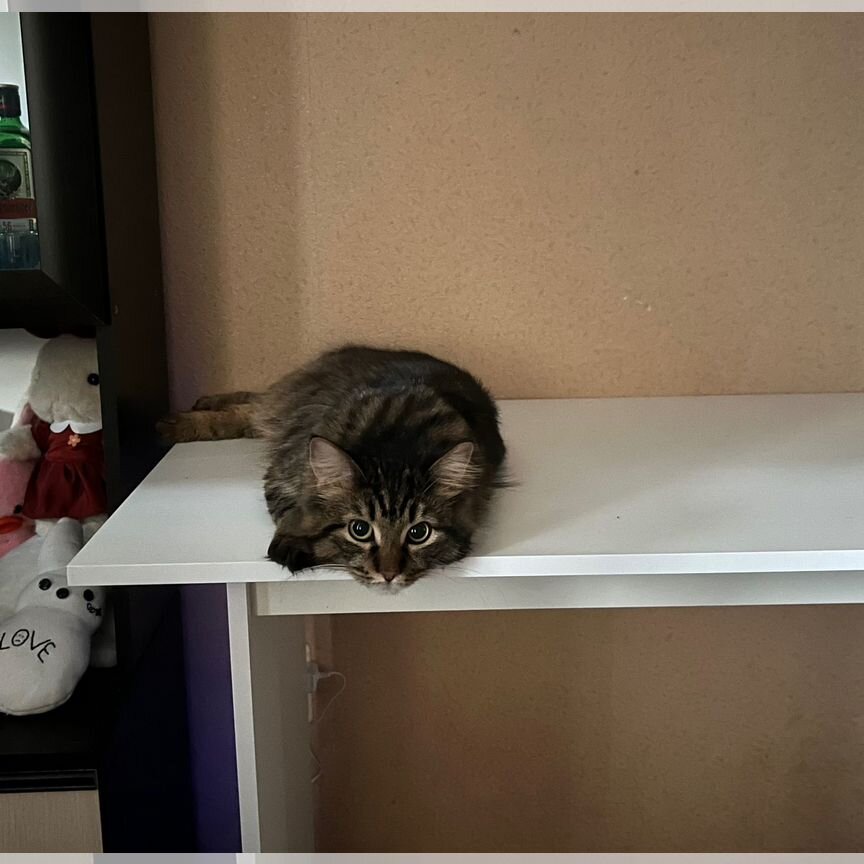 Сибирский котёнок