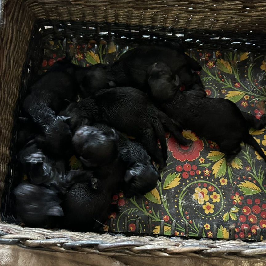 Ши-тцу, щенок