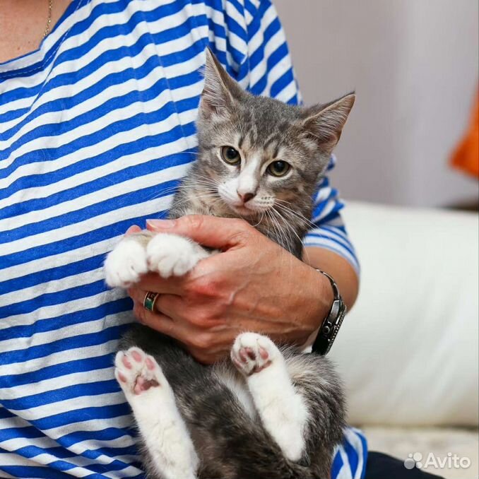 Очень ласковый, ручной котенок