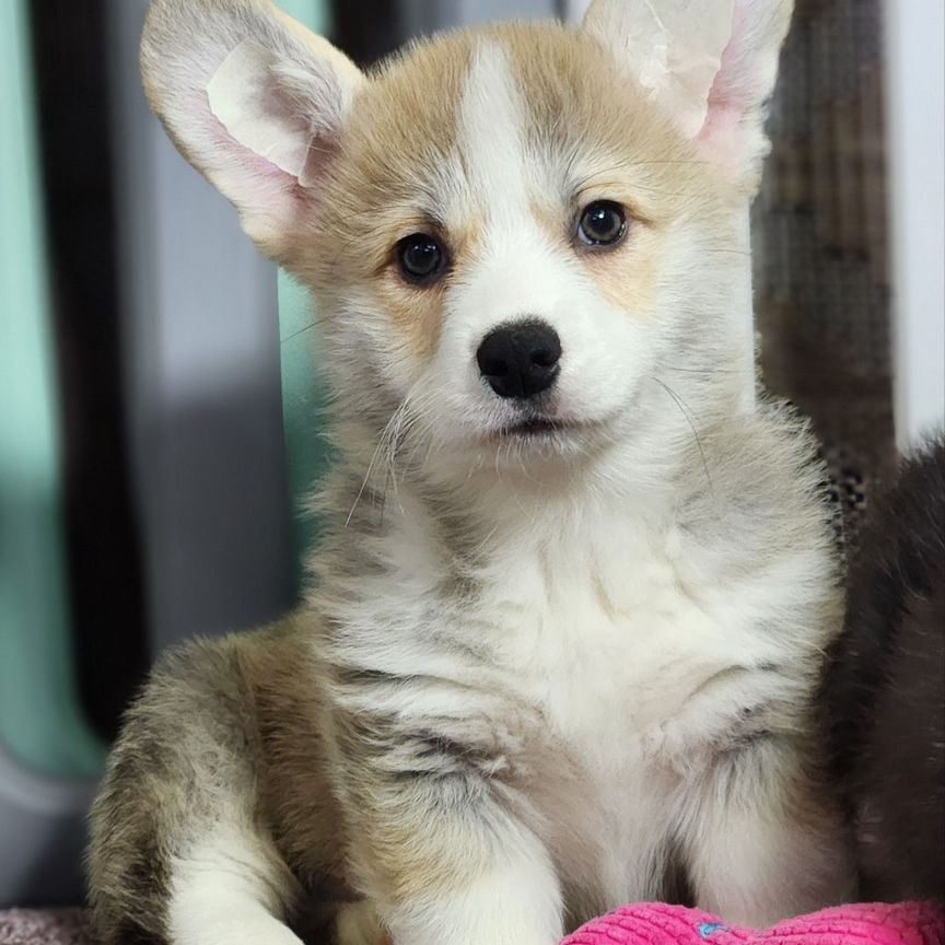 Вельш корги пемброк мальчик